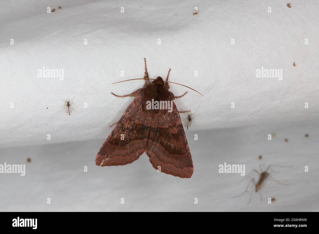 Bronzed Cutworm Moth (Nephelodes minians Stock Photo - Alamy