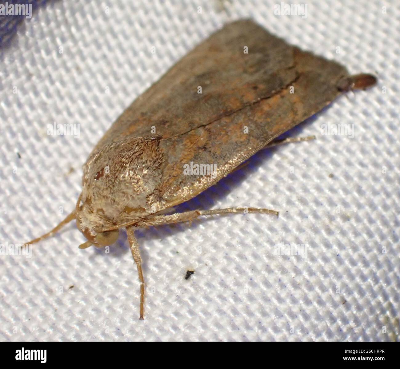 Least Yellow Underwing (Noctua interjecta Stock Photo - Alamy