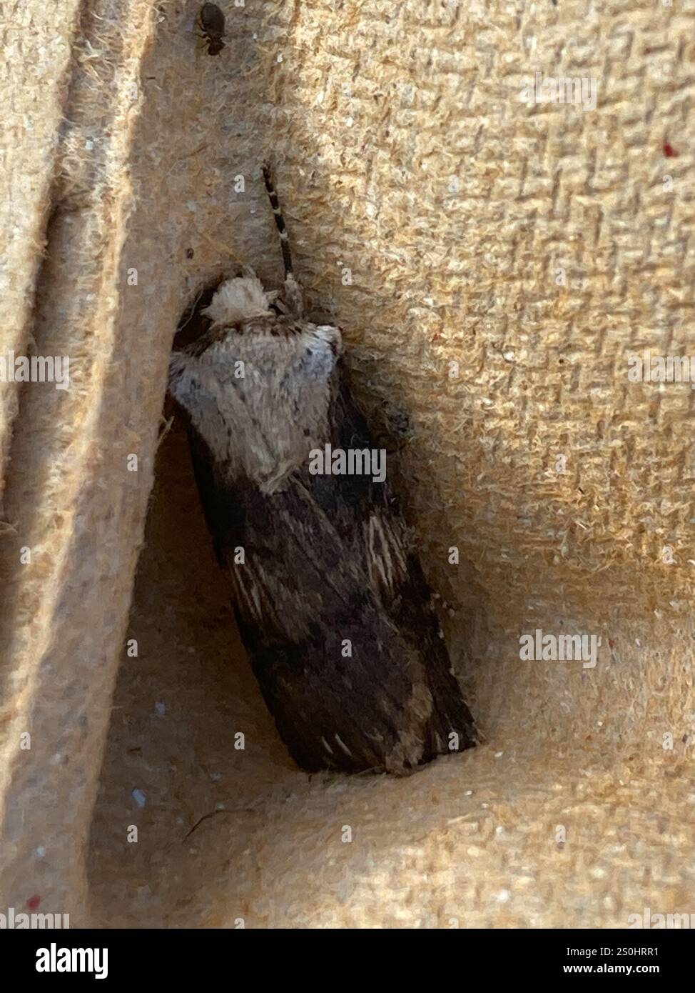 Shuttle-shaped Dart (Agrotis puta Stock Photo - Alamy