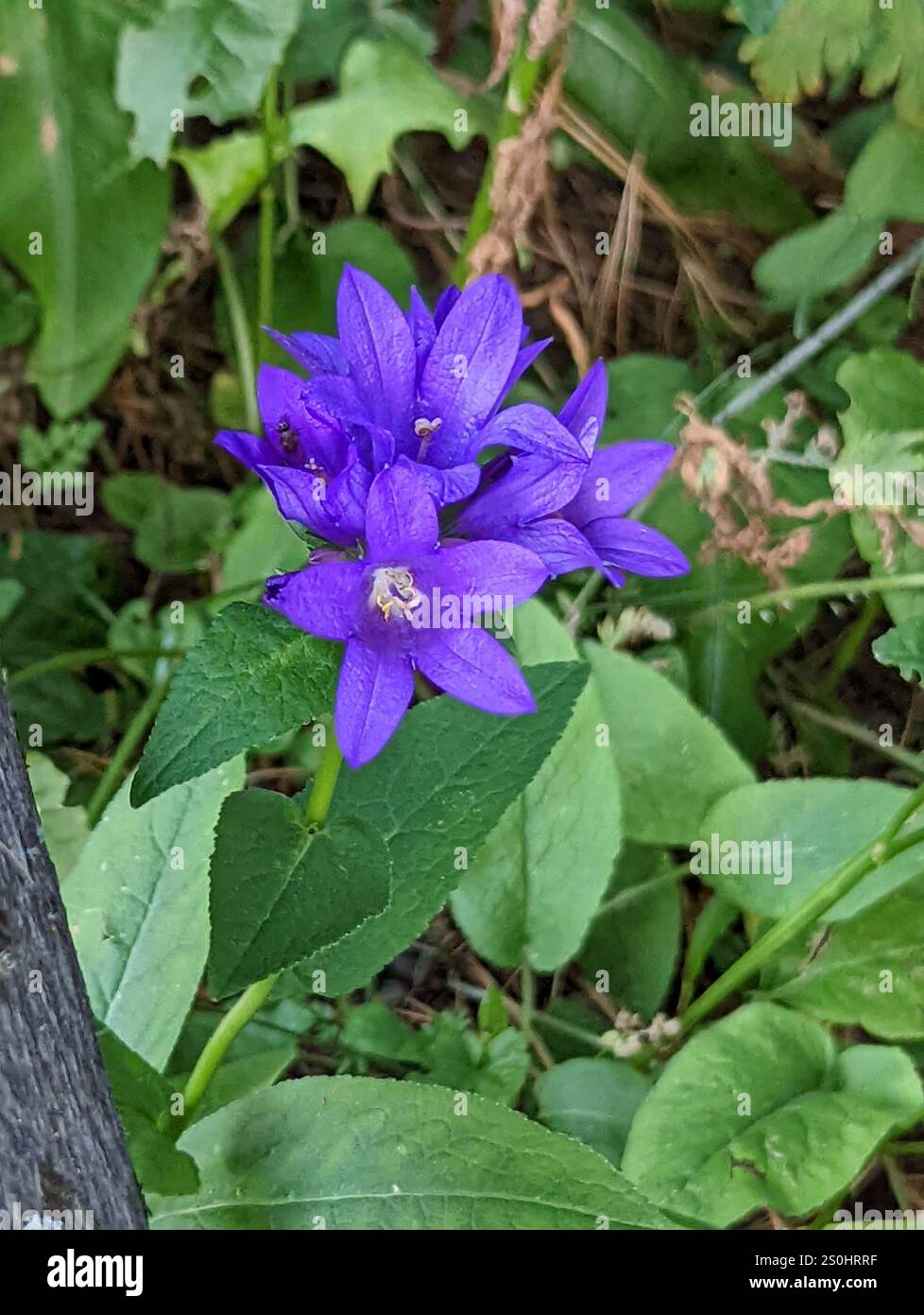 clustered bellflower (Campanula glomerata Stock Photo - Alamy