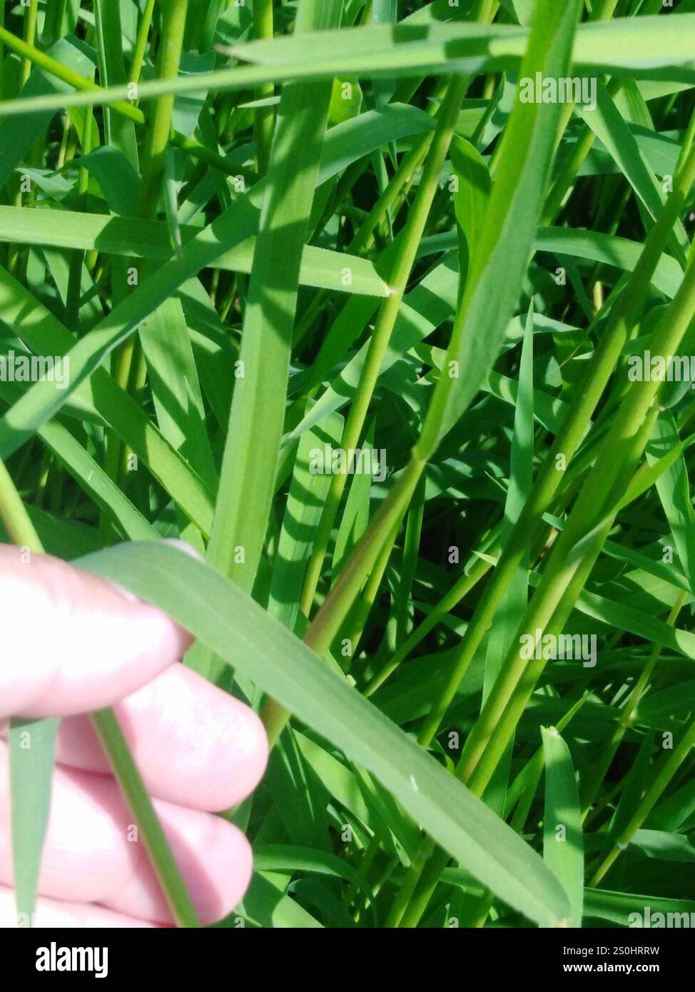 rice cutgrass (Leersia oryzoides Stock Photo - Alamy