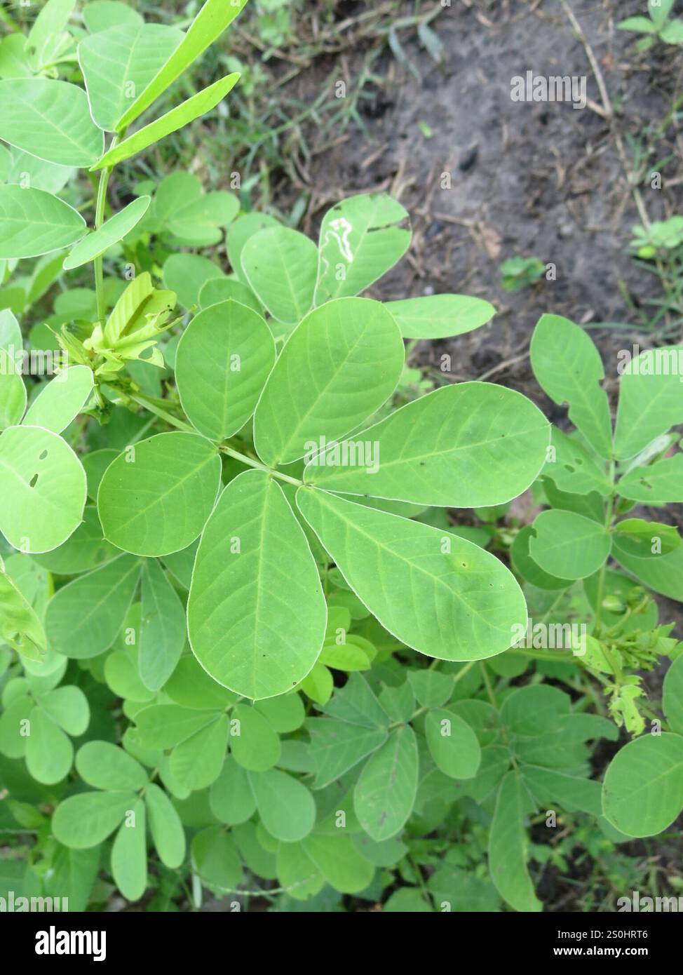 American Sicklepod (Senna obtusifolia Stock Photo - Alamy