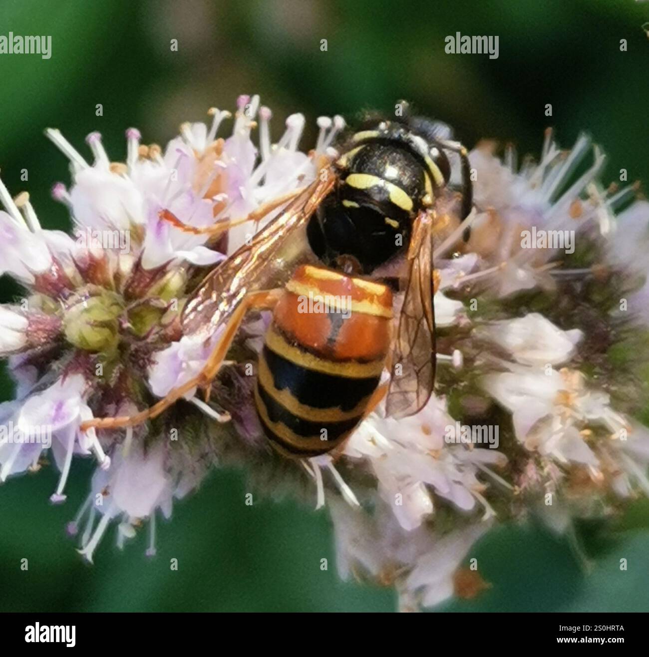 Red-banded Yellowjacket (Vespula rufa Stock Photo - Alamy