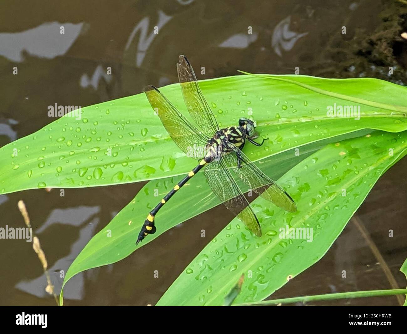Indian Common Clubtail (Ictinogomphus rapax Stock Photo - Alamy