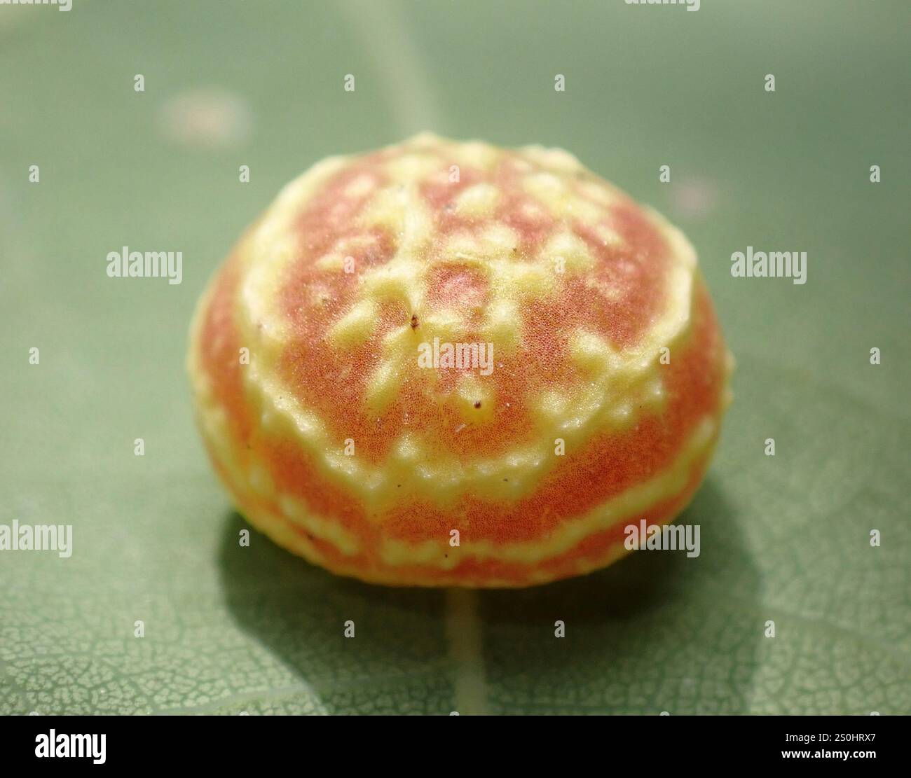 Striped Pea Gall Wasp (Cynips longiventris Stock Photo - Alamy