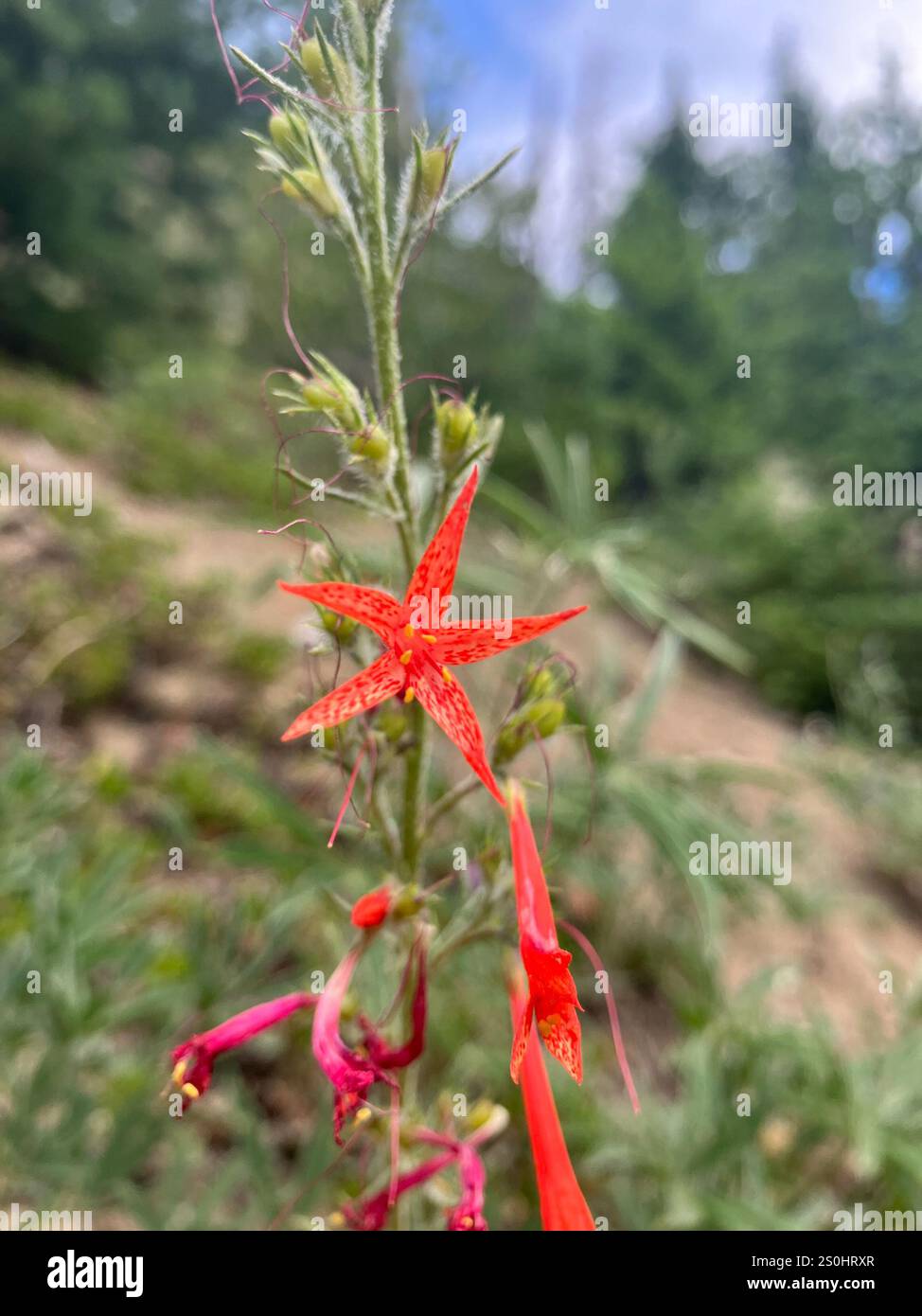 Scarlet Gilia (Ipomopsis aggregata Stock Photo - Alamy