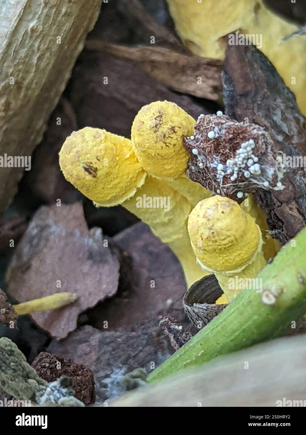 flowerpot parasol (Leucocoprinus birnbaumii Stock Photo - Alamy