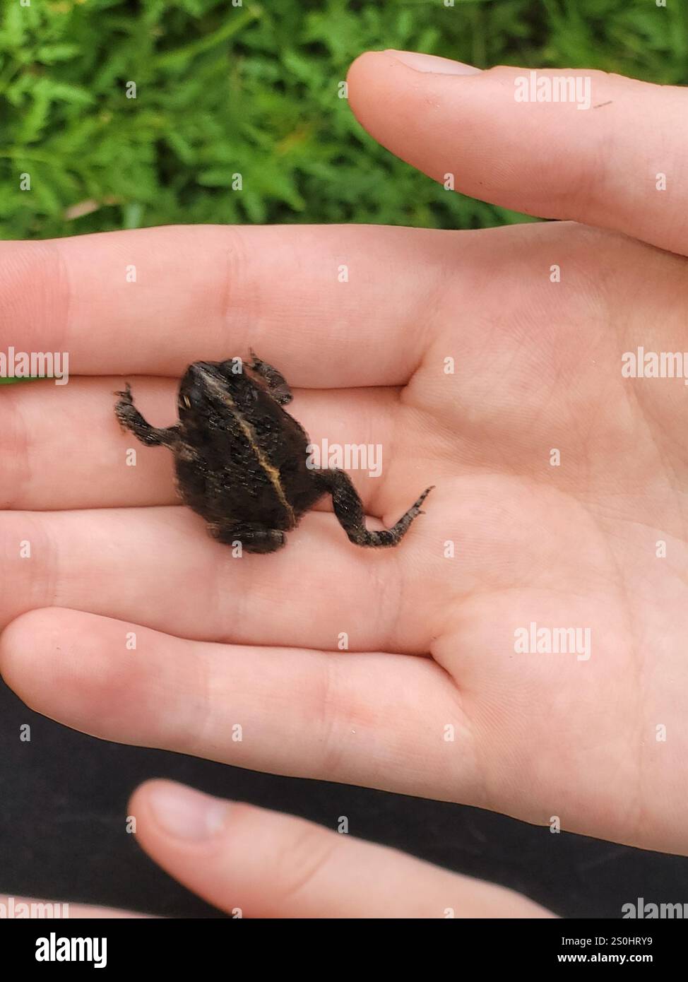Oak Toad (Anaxyrus quercicus Stock Photo - Alamy