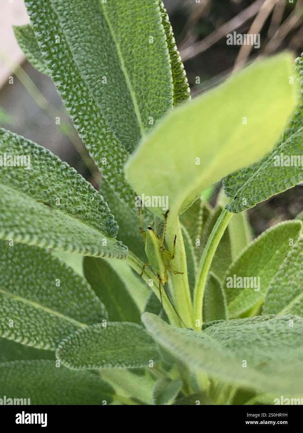 Common Tree Crickets (Oecanthus Stock Photo - Alamy