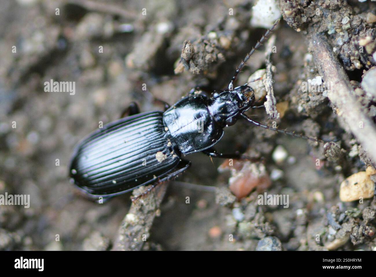 Parent Blackclock (Pterostichus anthracinus Stock Photo - Alamy