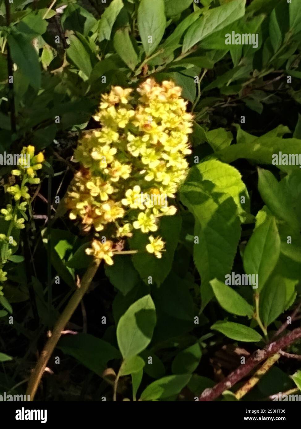 fly poison (Amianthium muscitoxicum Stock Photo - Alamy