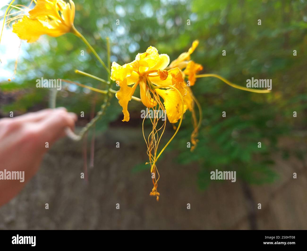 Yellow peacock flower (Caesalpinia pulcherrima flava Stock Photo - Alamy
