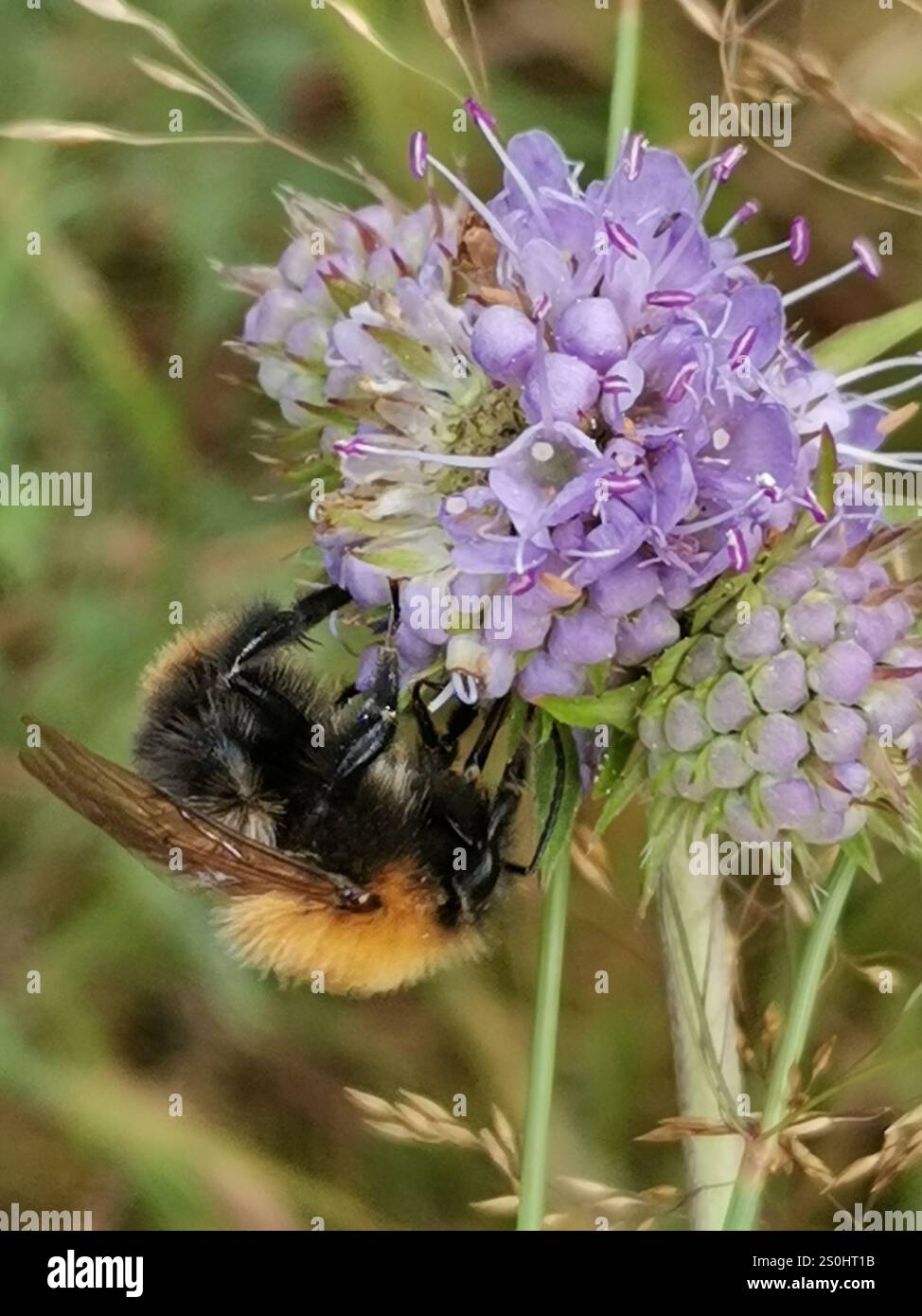 Common Carder Bumble Bee (Bombus pascuorum Stock Photo - Alamy