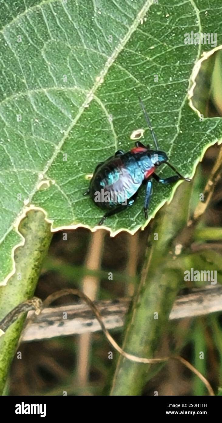 Predatory Stink Bugs (Asopinae Stock Photo - Alamy