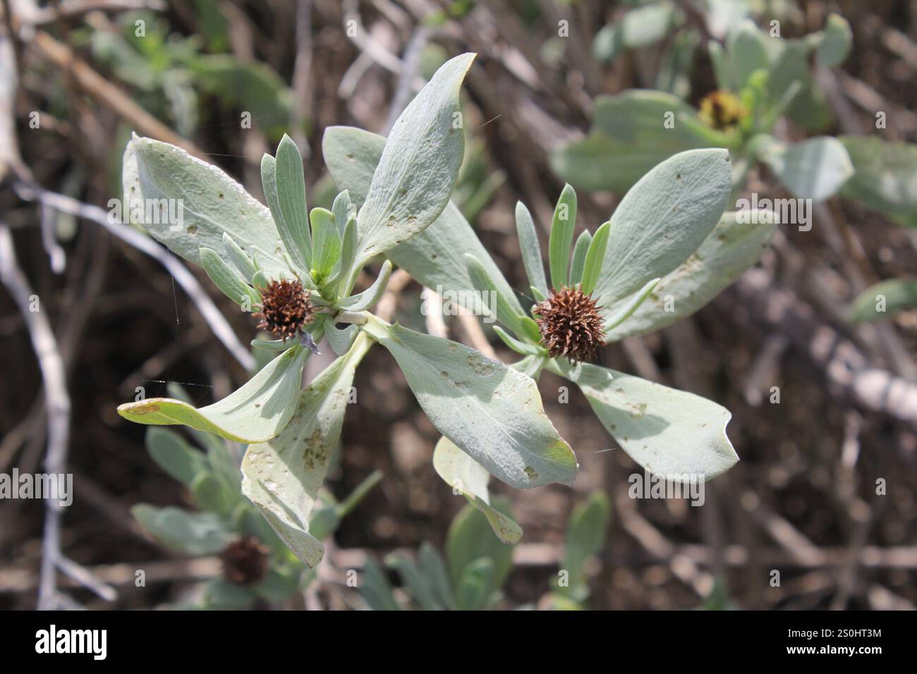 sea ox-eye (Borrichia frutescens Stock Photo - Alamy