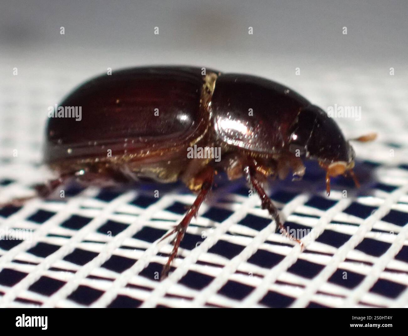 Night-flying Dung Beetle (Acrossus rufipes Stock Photo - Alamy