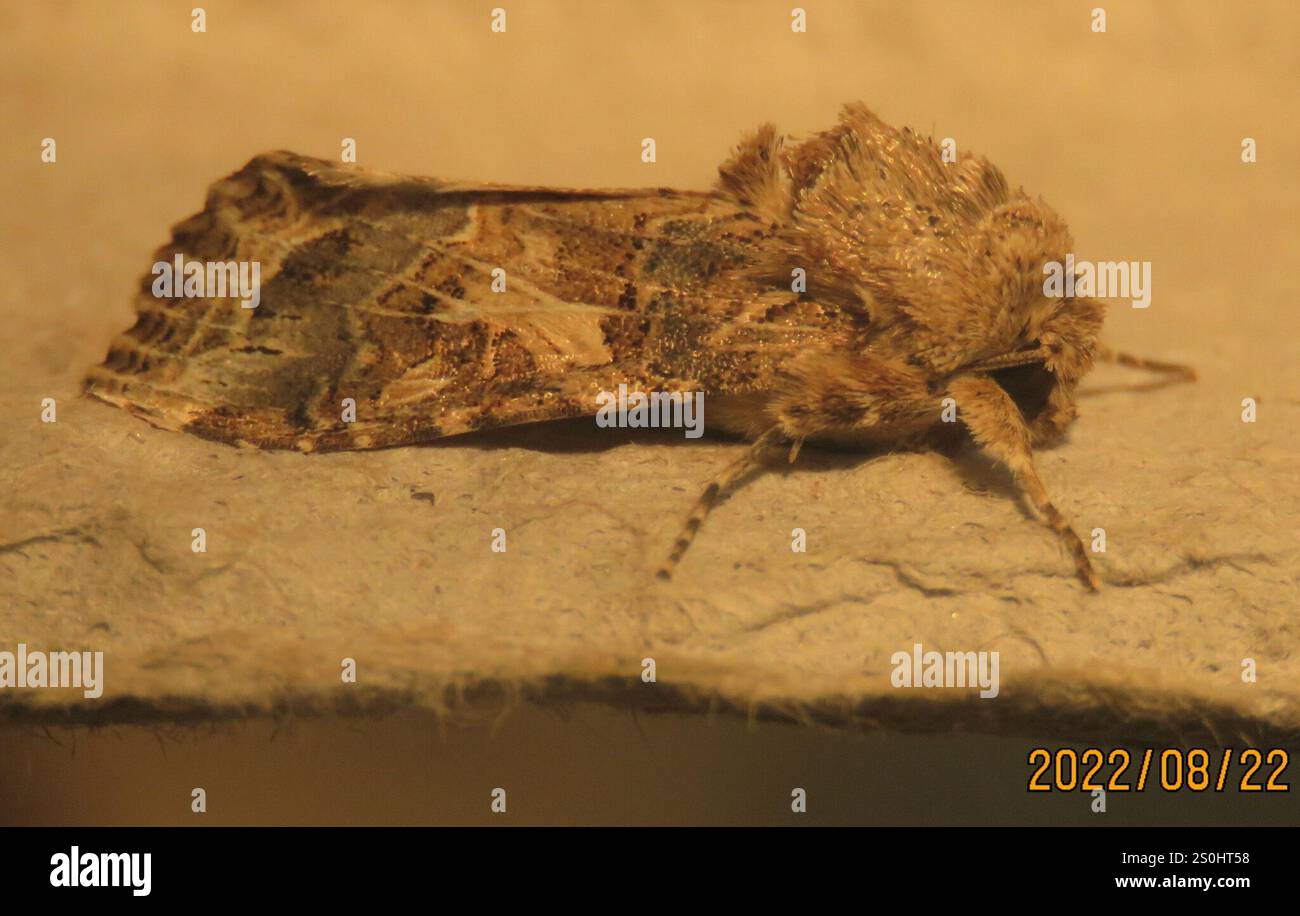 Western Yellow-striped Armyworm Moth (Spodoptera praefica Stock Photo ...
