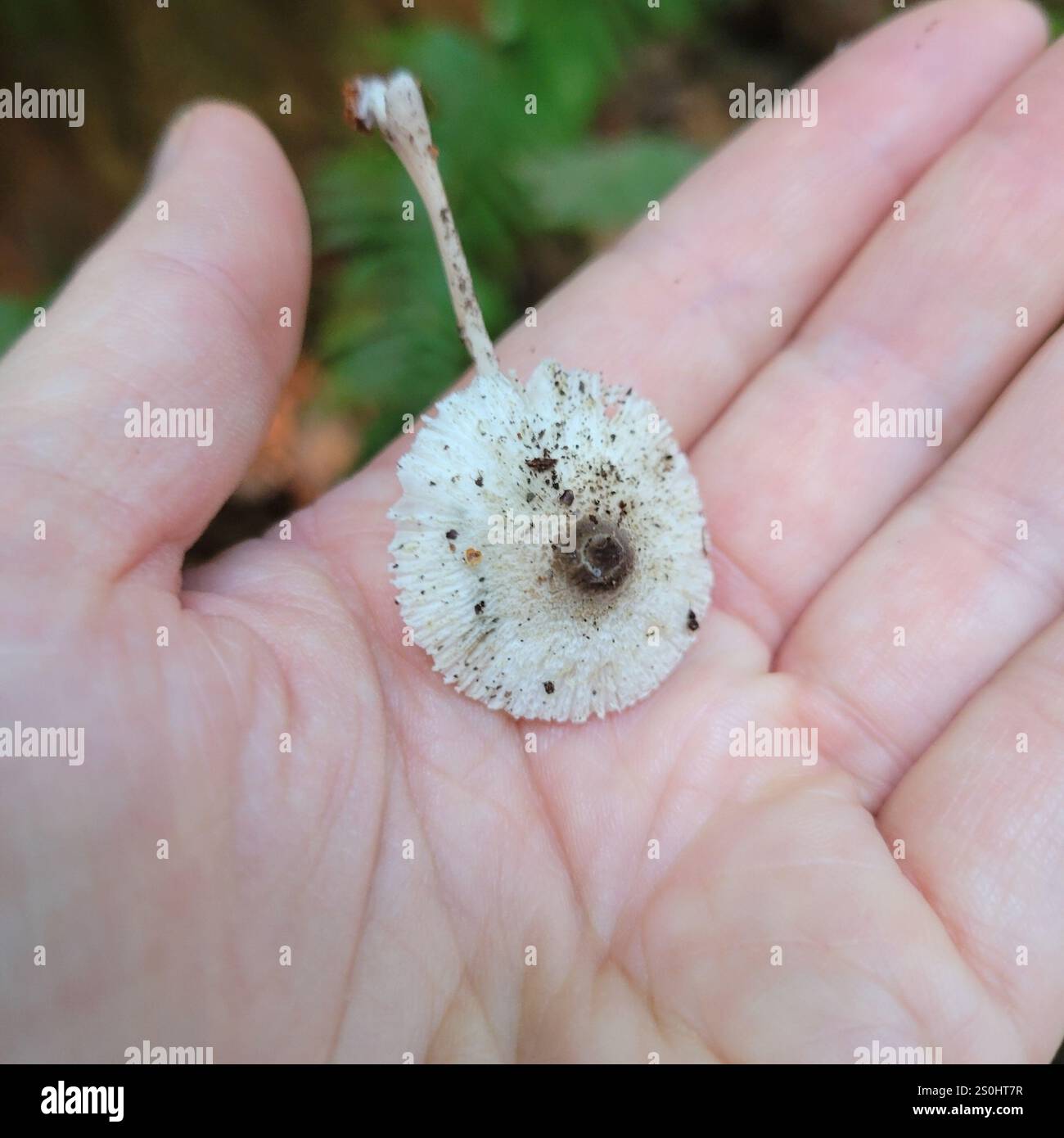 Skullcap Dapperling (Leucocoprinus brebissonii Stock Photo - Alamy