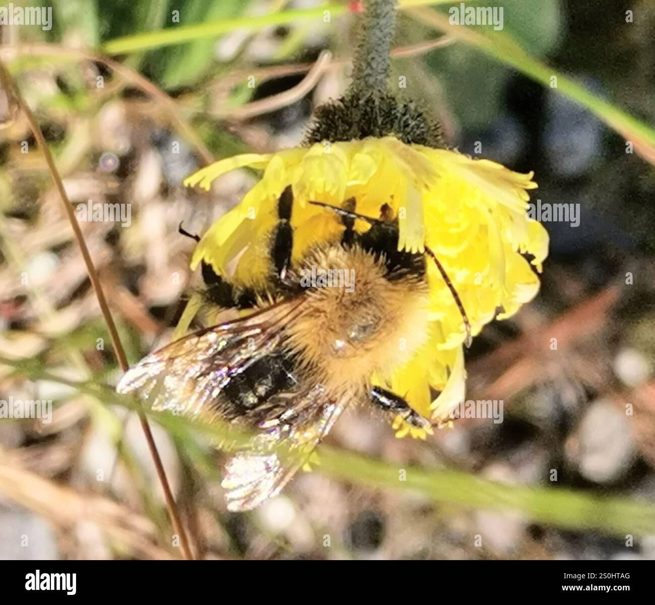 Common Carder Bumble Bee (Bombus pascuorum Stock Photo - Alamy