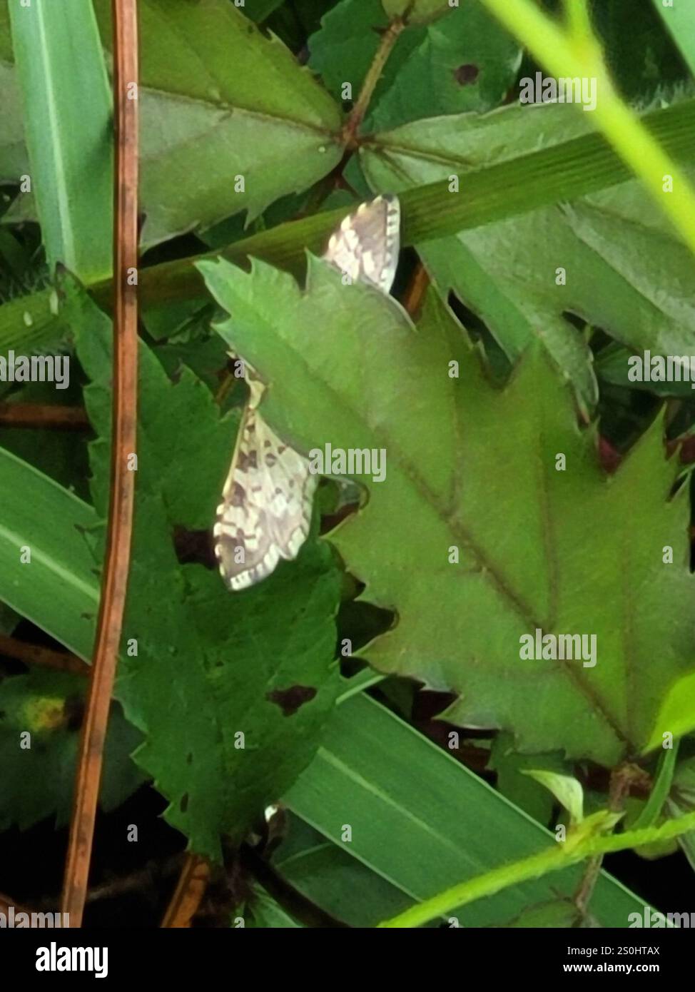 Stained-glass Moth (Samea castellalis Stock Photo - Alamy