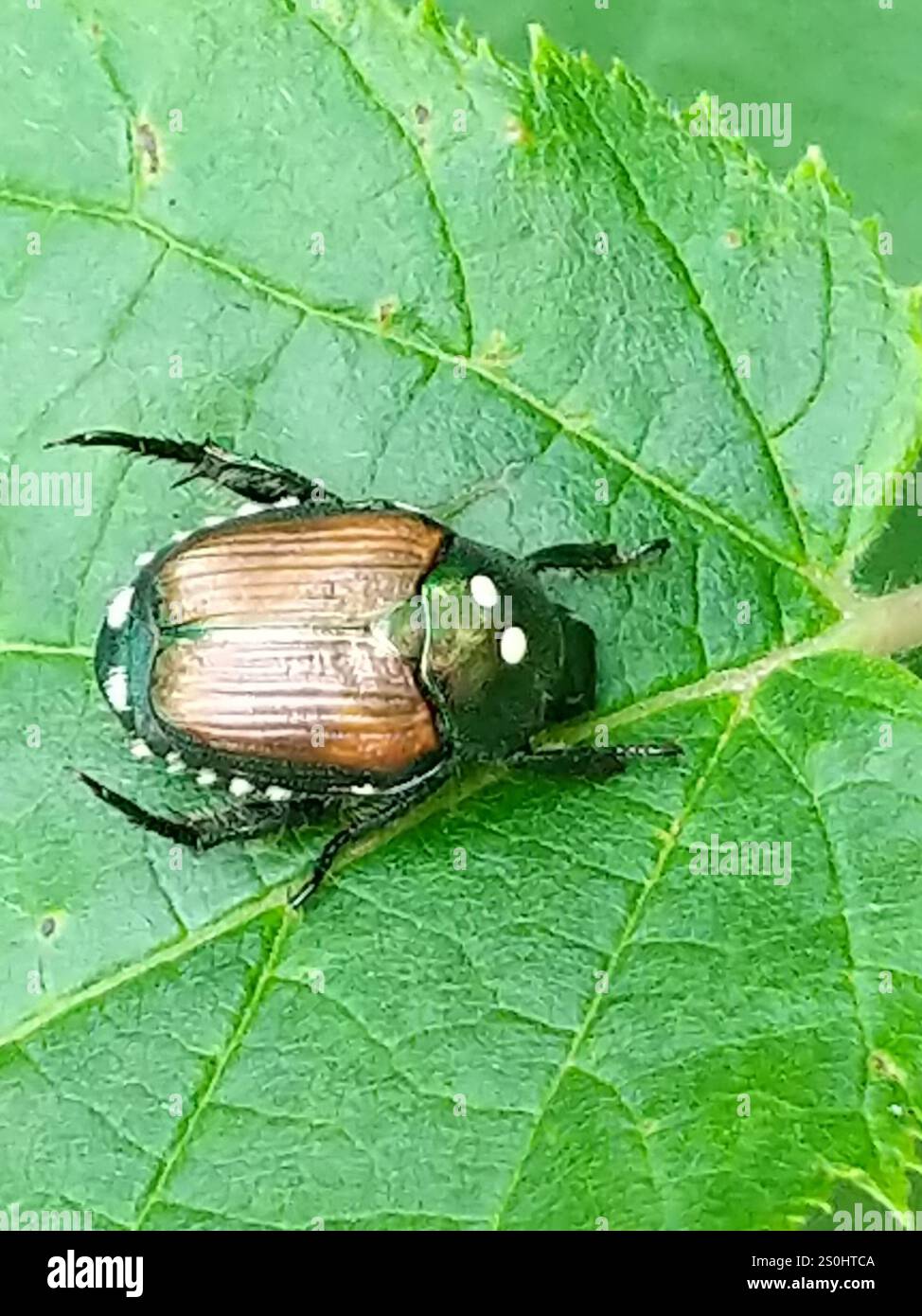 Winsome Fly (Istocheta aldrichi Stock Photo - Alamy