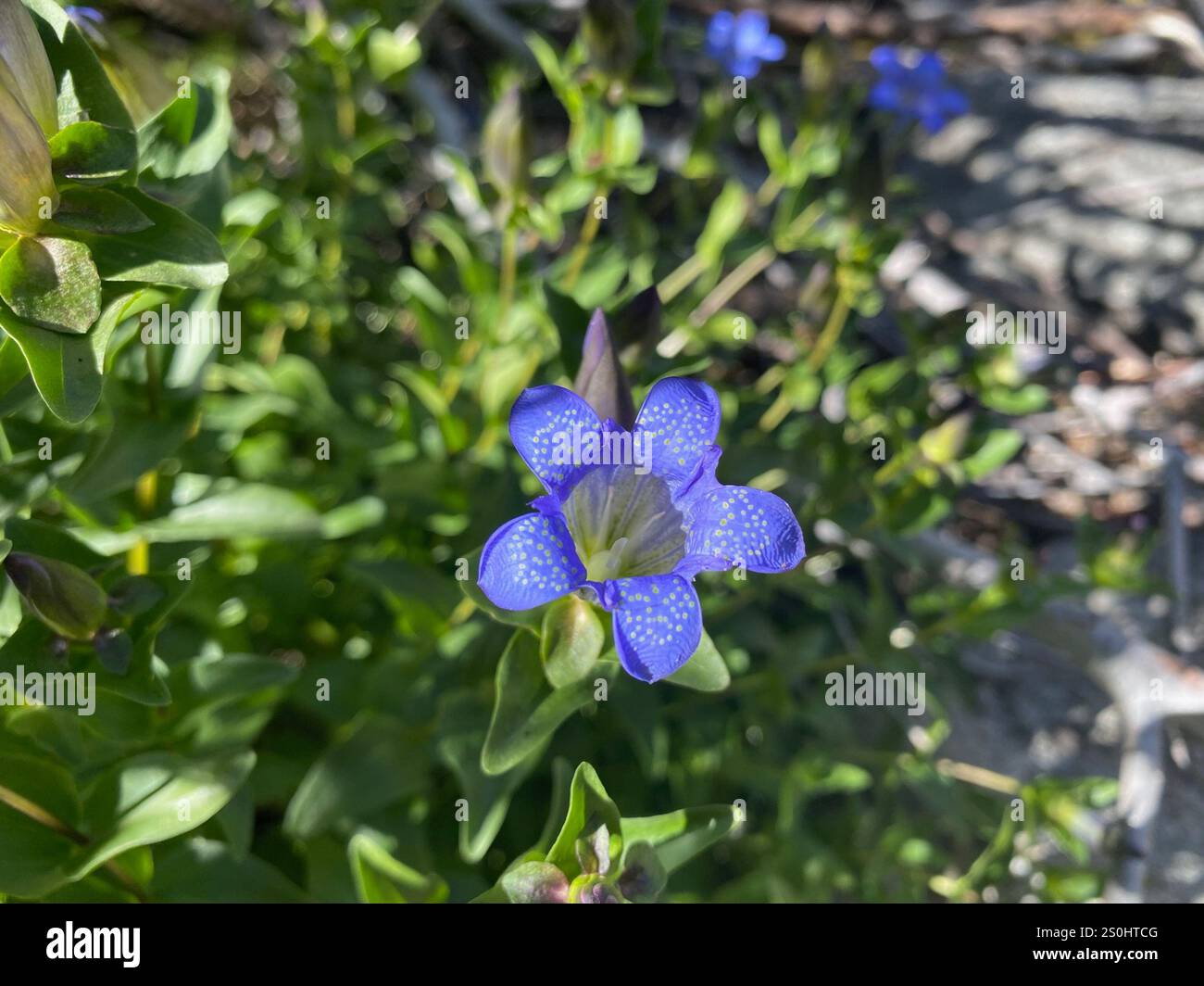 Mountain Bog Gentian (Gentiana calycosa Stock Photo - Alamy