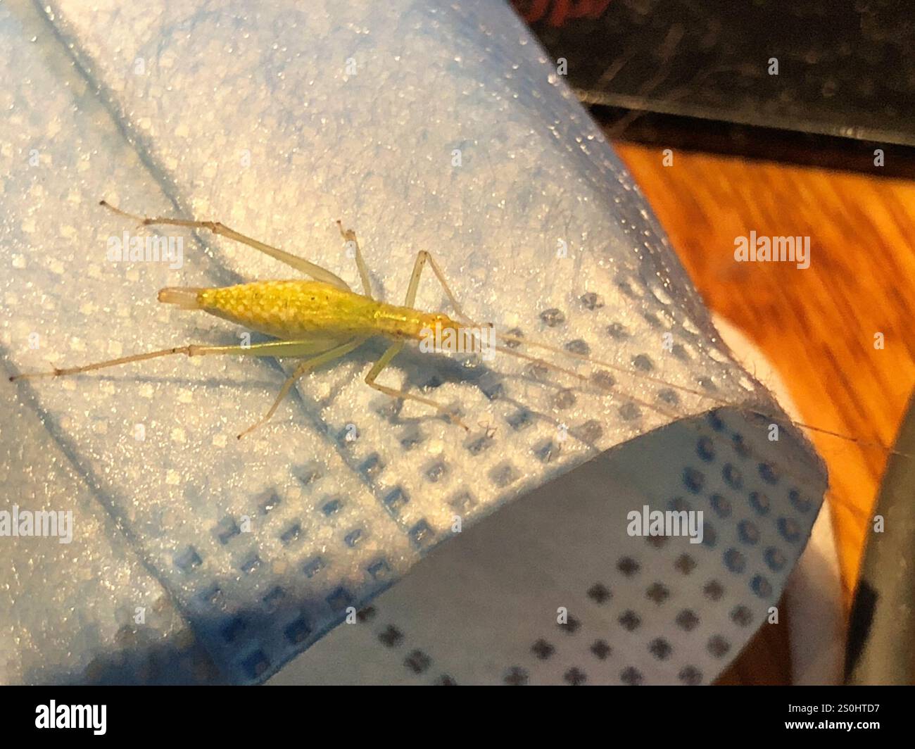 Common Tree Crickets (Oecanthus Stock Photo - Alamy