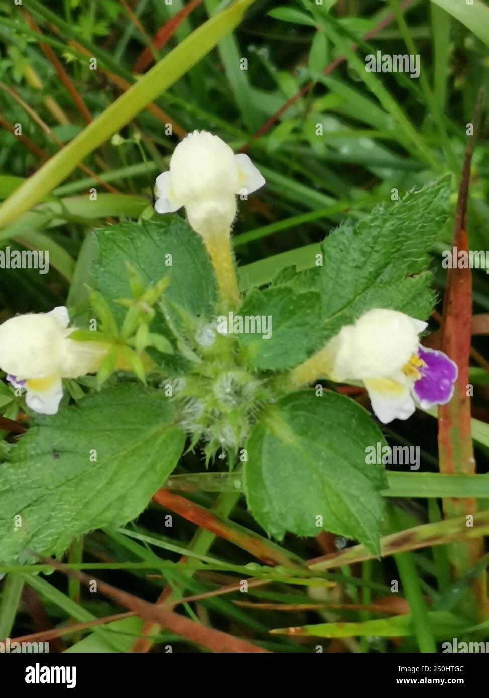 Large-flowered Hemp-nettle (Galeopsis speciosa Stock Photo - Alamy