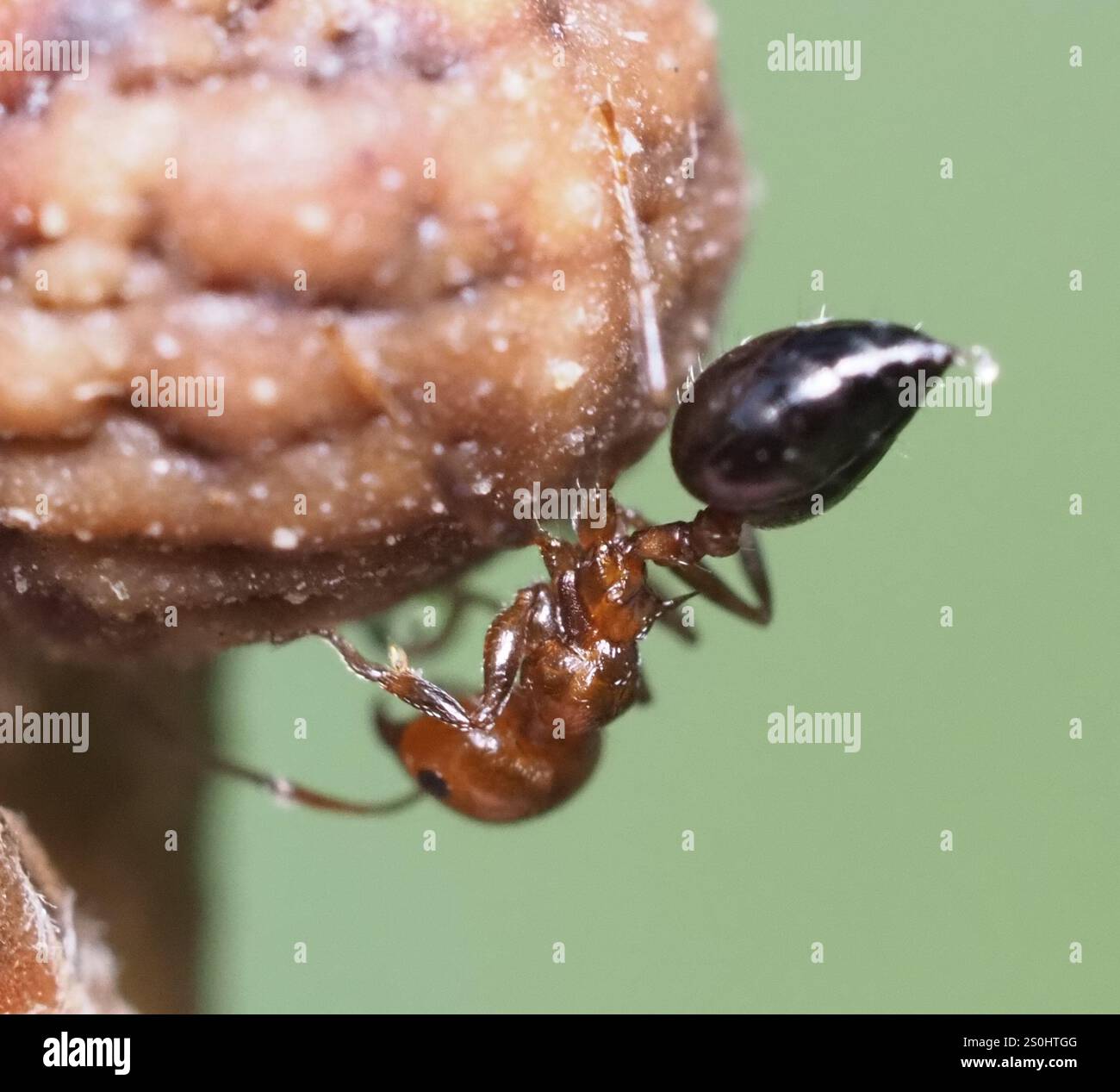 Shiny Acrobat Ant (Crematogaster laeviuscula Stock Photo - Alamy