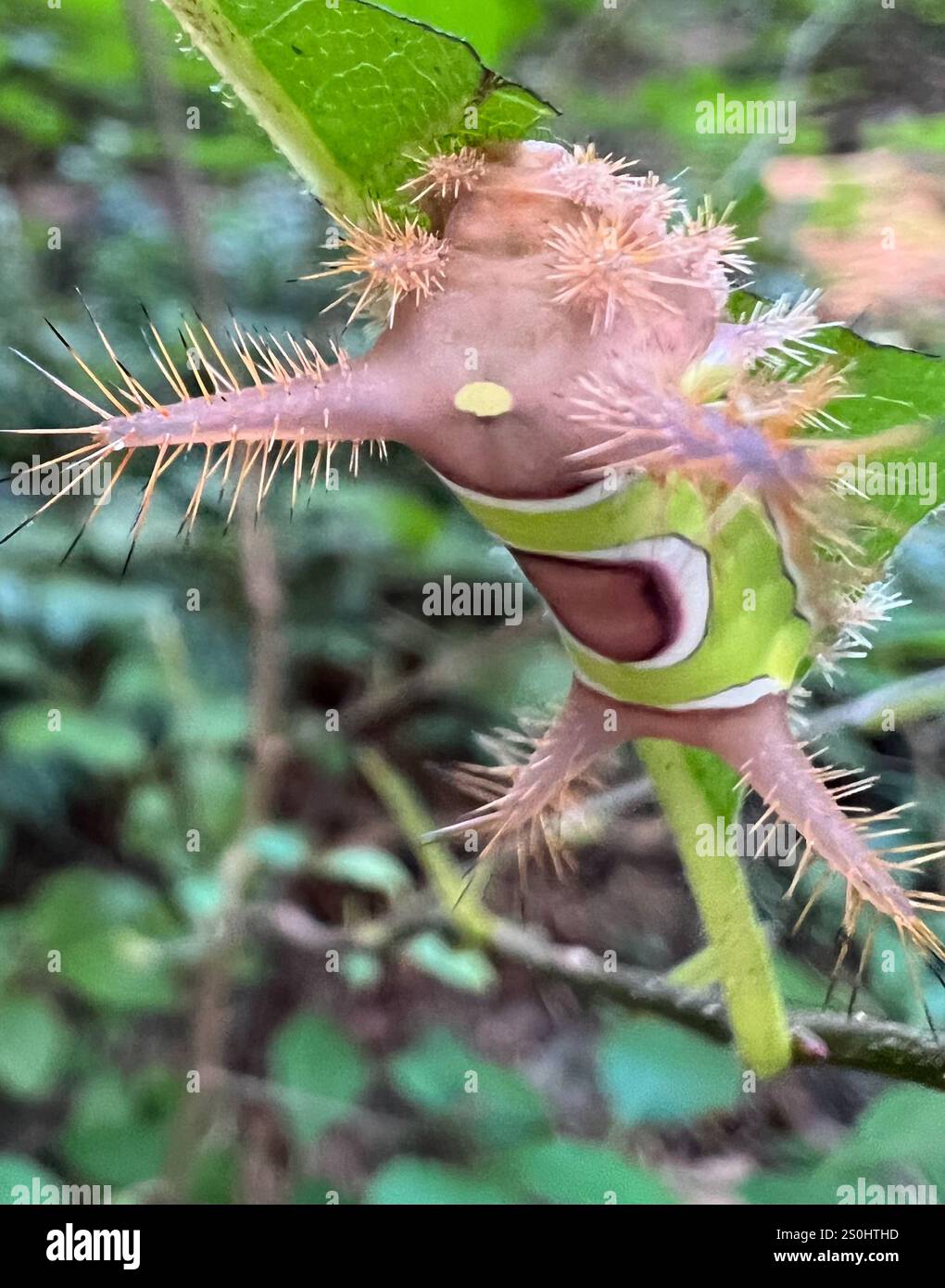 Saddleback Caterpillar Moth (Acharia stimulea Stock Photo - Alamy