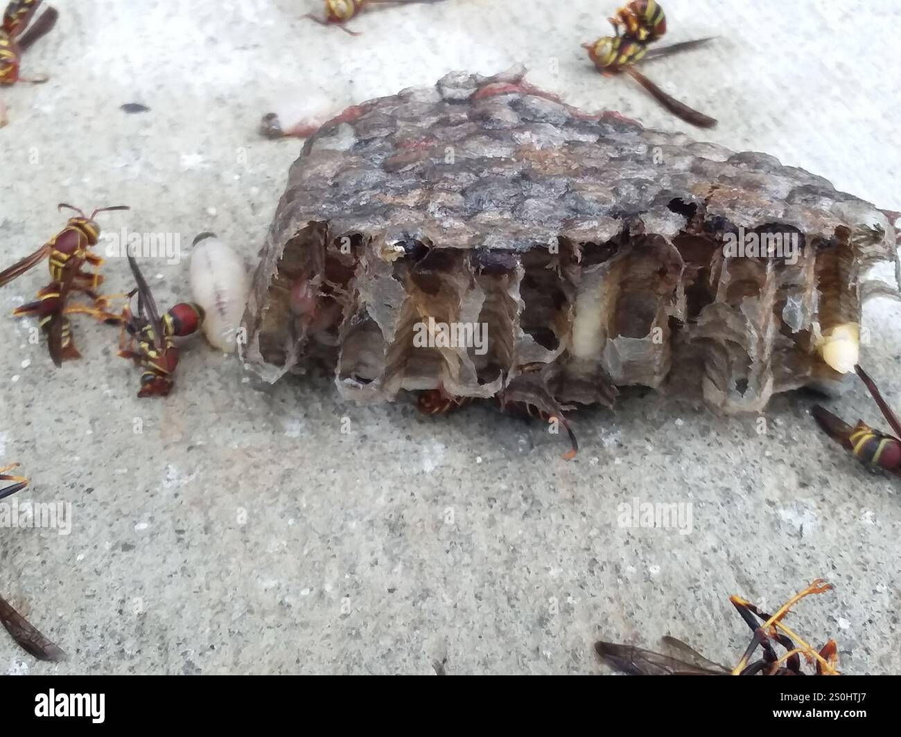Paper Wasps (Polistinae Stock Photo - Alamy