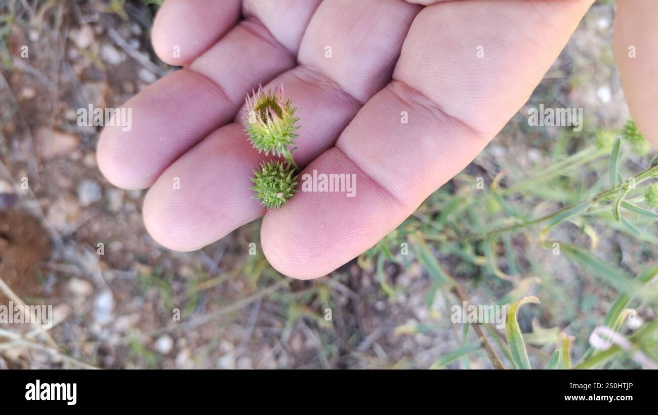 Hoary Tansyaster (Dieteria canescens Stock Photo - Alamy