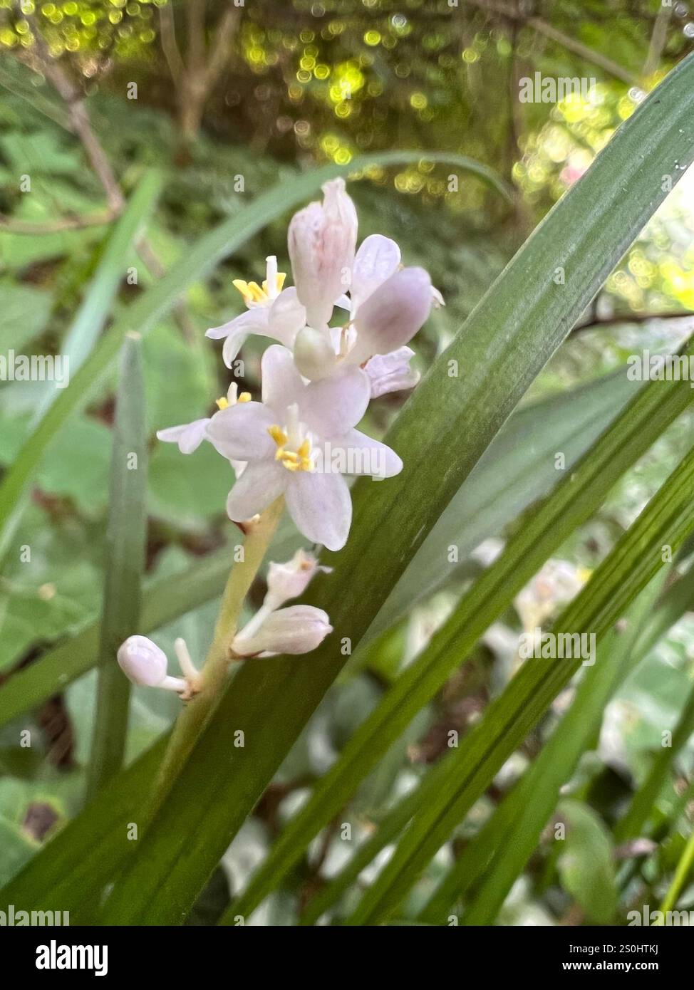Creeping Lilyturf (Liriope spicata Stock Photo - Alamy