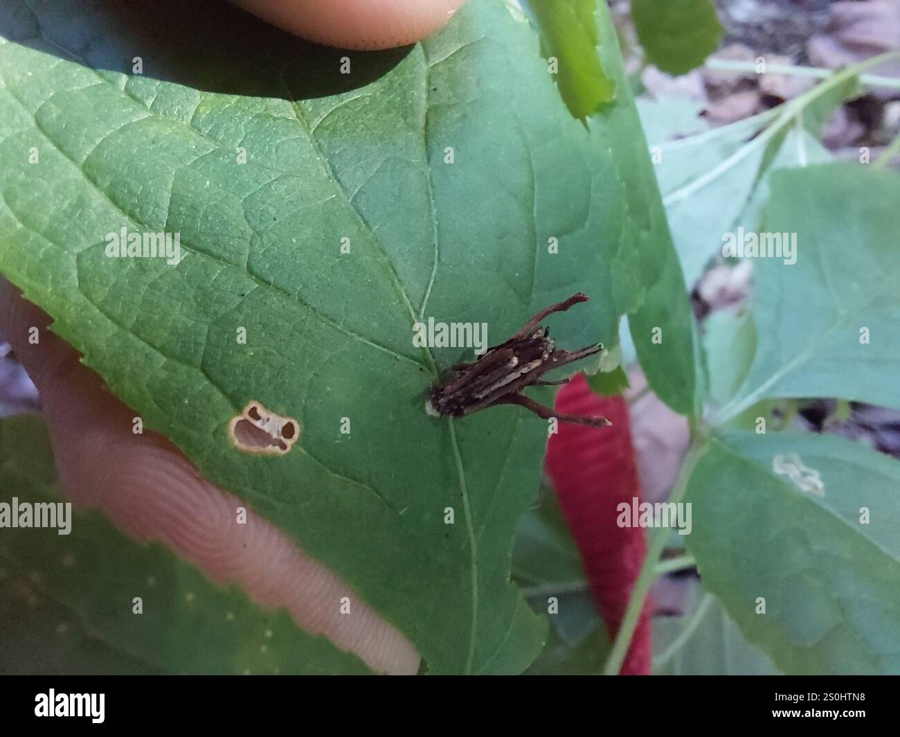 Common Bagworm Moth (Psyche casta Stock Photo - Alamy