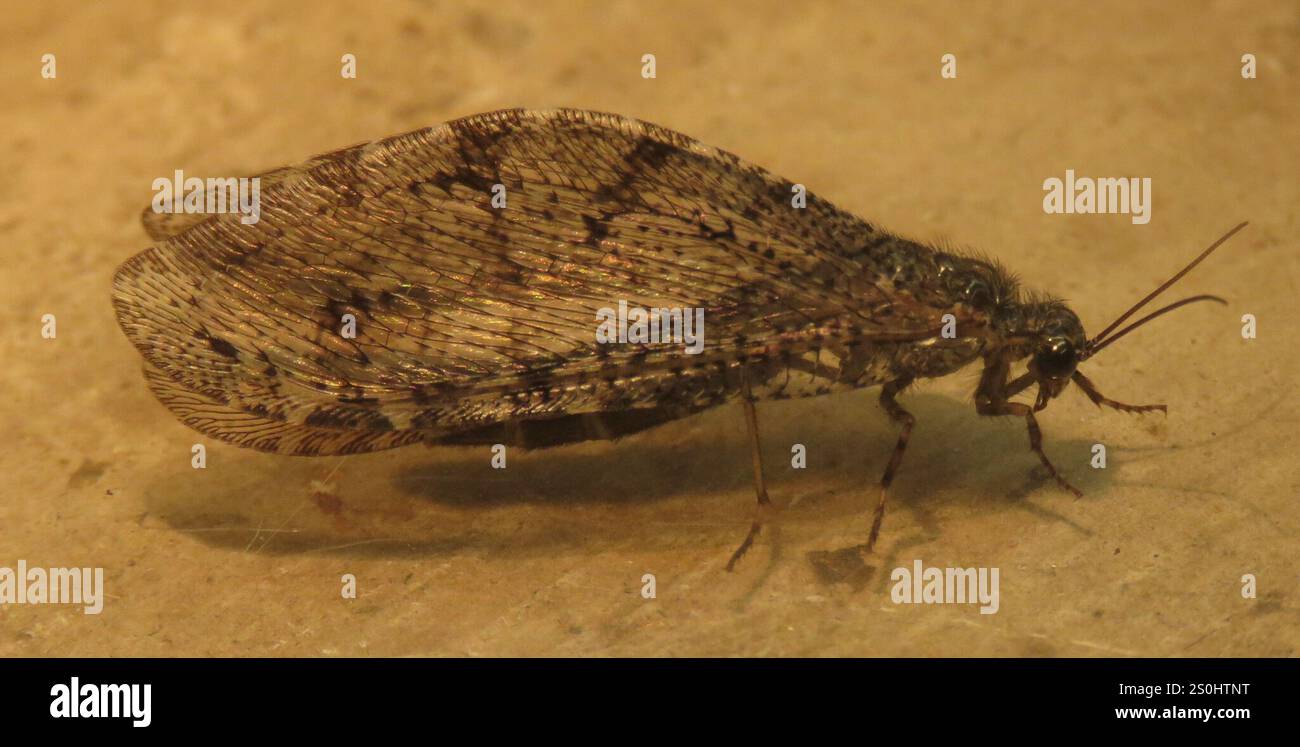Giant Lacewing (Polystoechotes punctata Stock Photo - Alamy