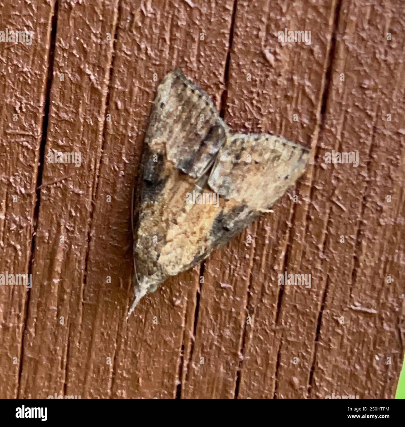 Green Cloverworm Moth (Hypena scabra Stock Photo - Alamy