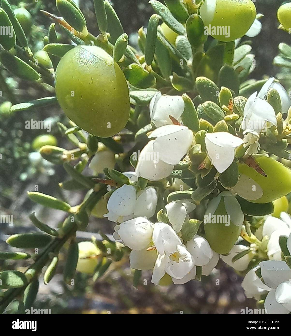 tortoise berry (Muraltia spinosa Stock Photo - Alamy
