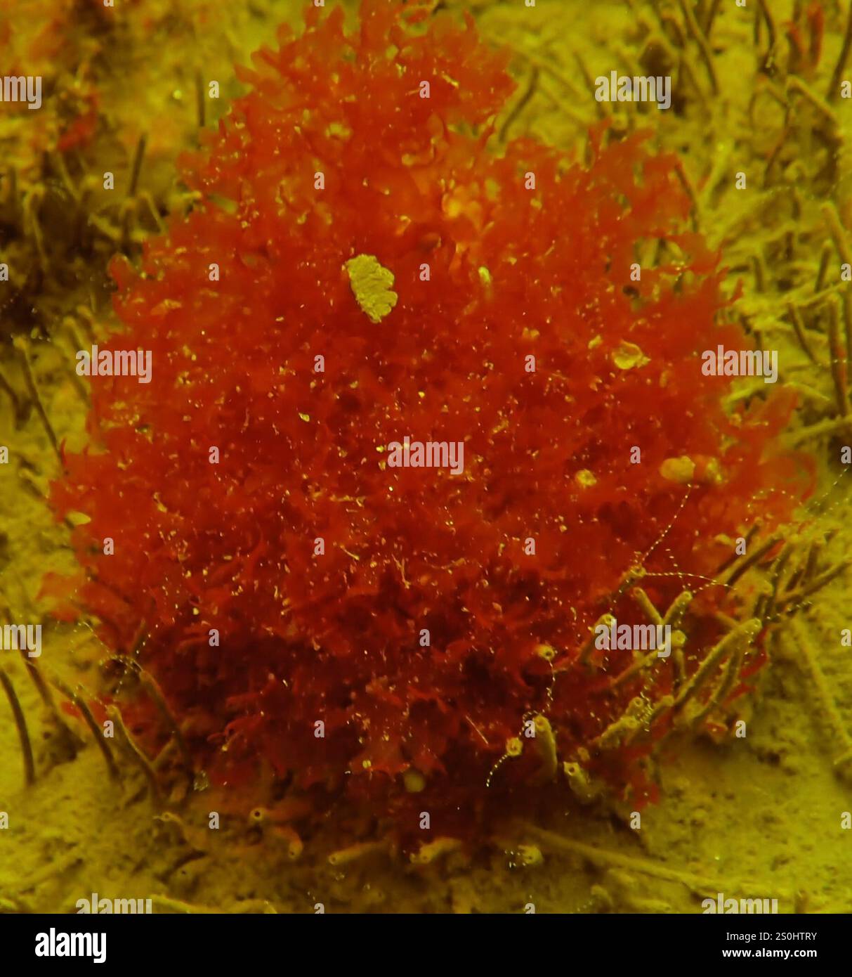 Bushy-backed Nudibranch (Dendronotus frondosus Stock Photo - Alamy