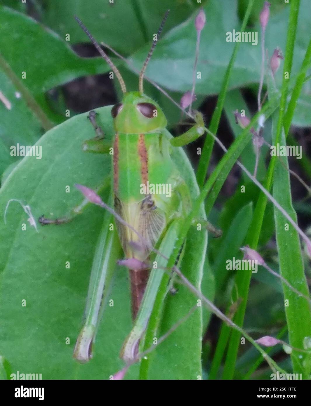 Two-striped Grasshopper (Melanoplus bivittatus Stock Photo - Alamy