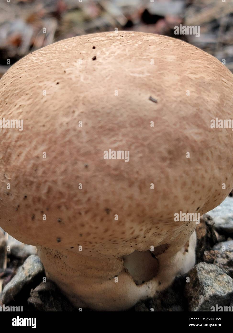 Purple-spored Puffball (Calvatia cyathiformis Stock Photo - Alamy
