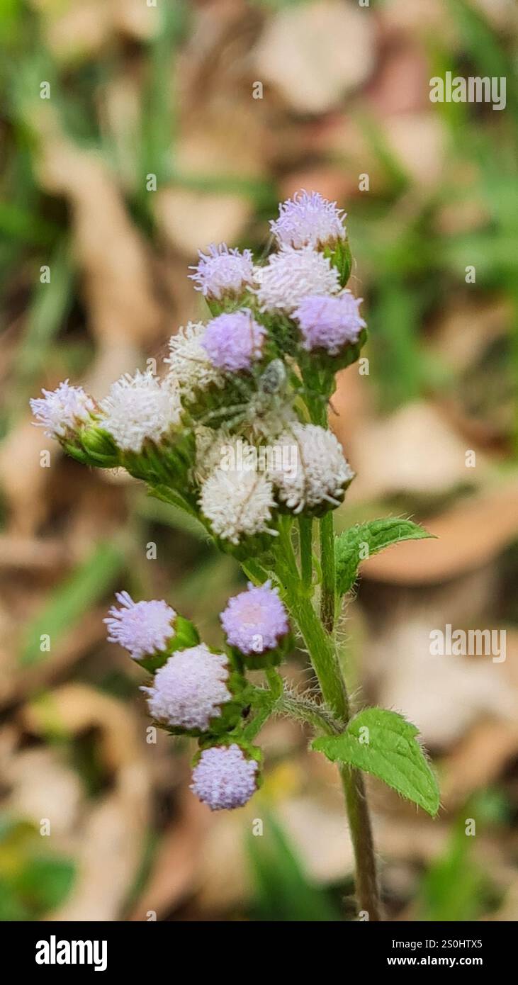 billygoat weed (Ageratum conyzoides Stock Photo - Alamy