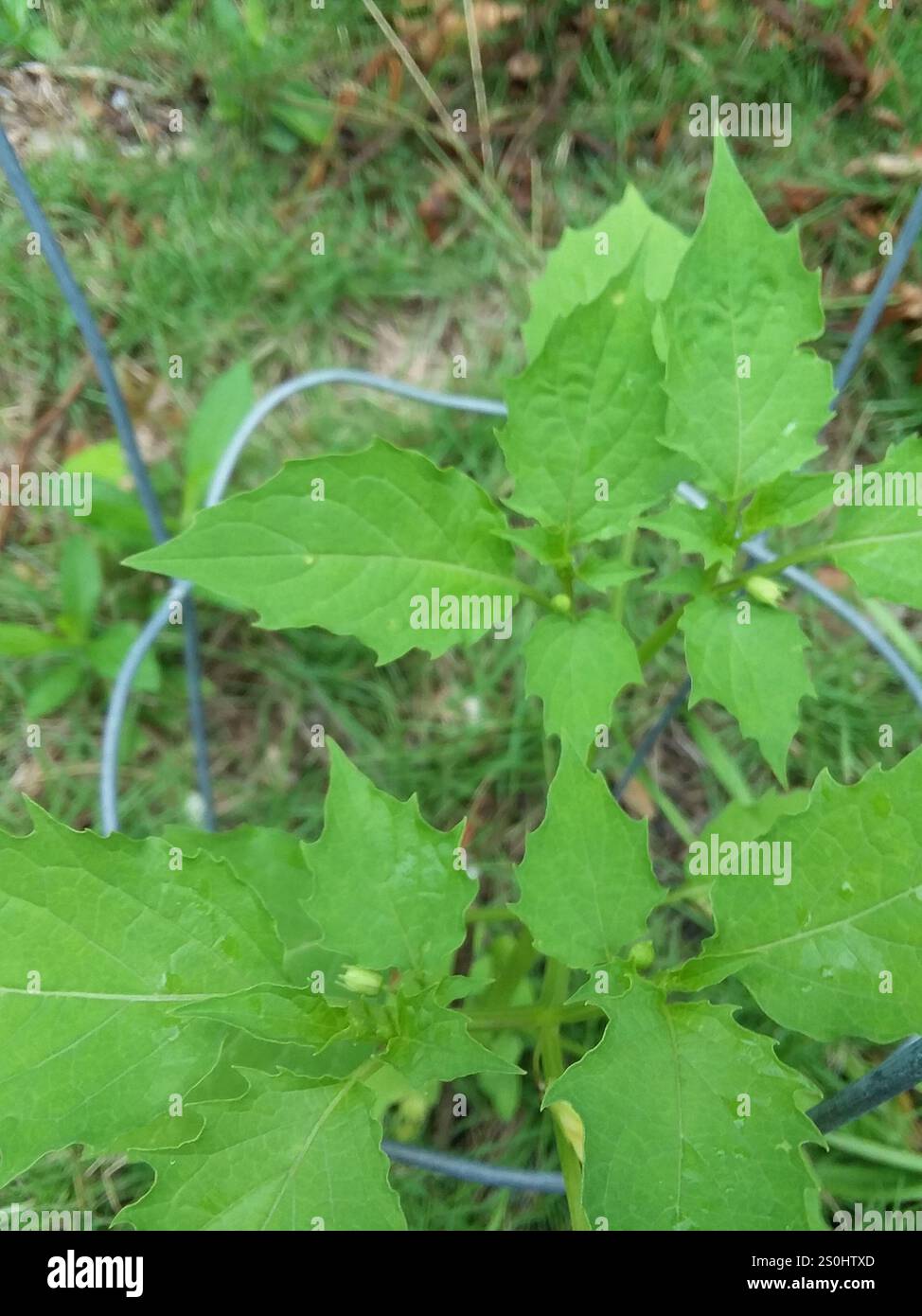 cutleaf groundcherry (Physalis angulata Stock Photo - Alamy