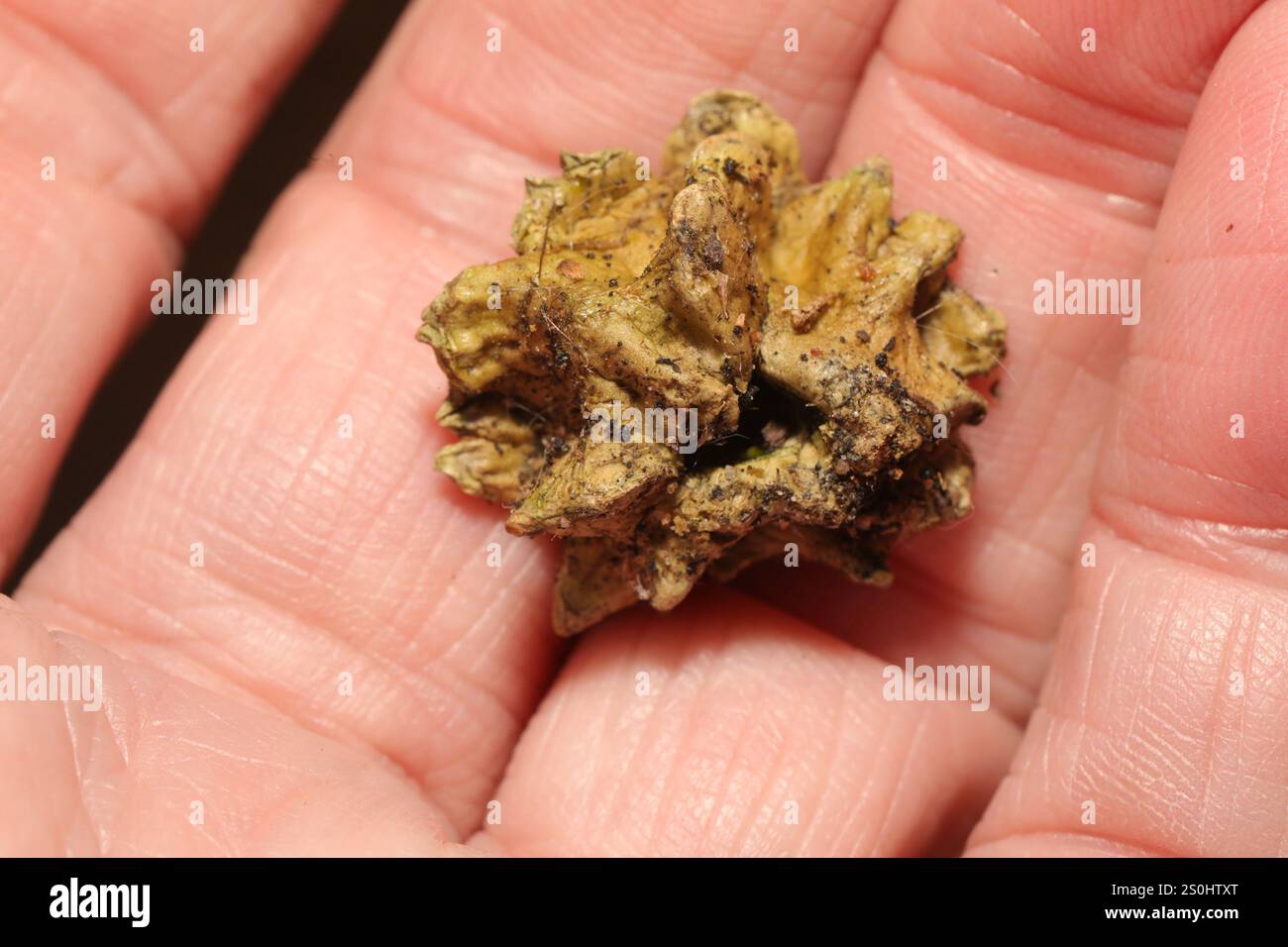 Knopper Gall Wasp (Andricus quercuscalicis Stock Photo - Alamy