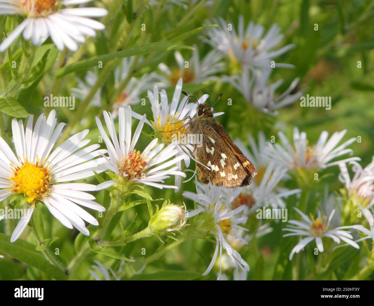 Common Branded Skipper (Hesperia comma Stock Photo - Alamy