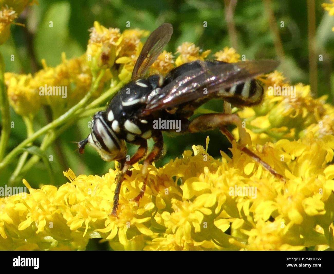 Bald-faced Hornet Fly (Spilomyia fusca Stock Photo - Alamy