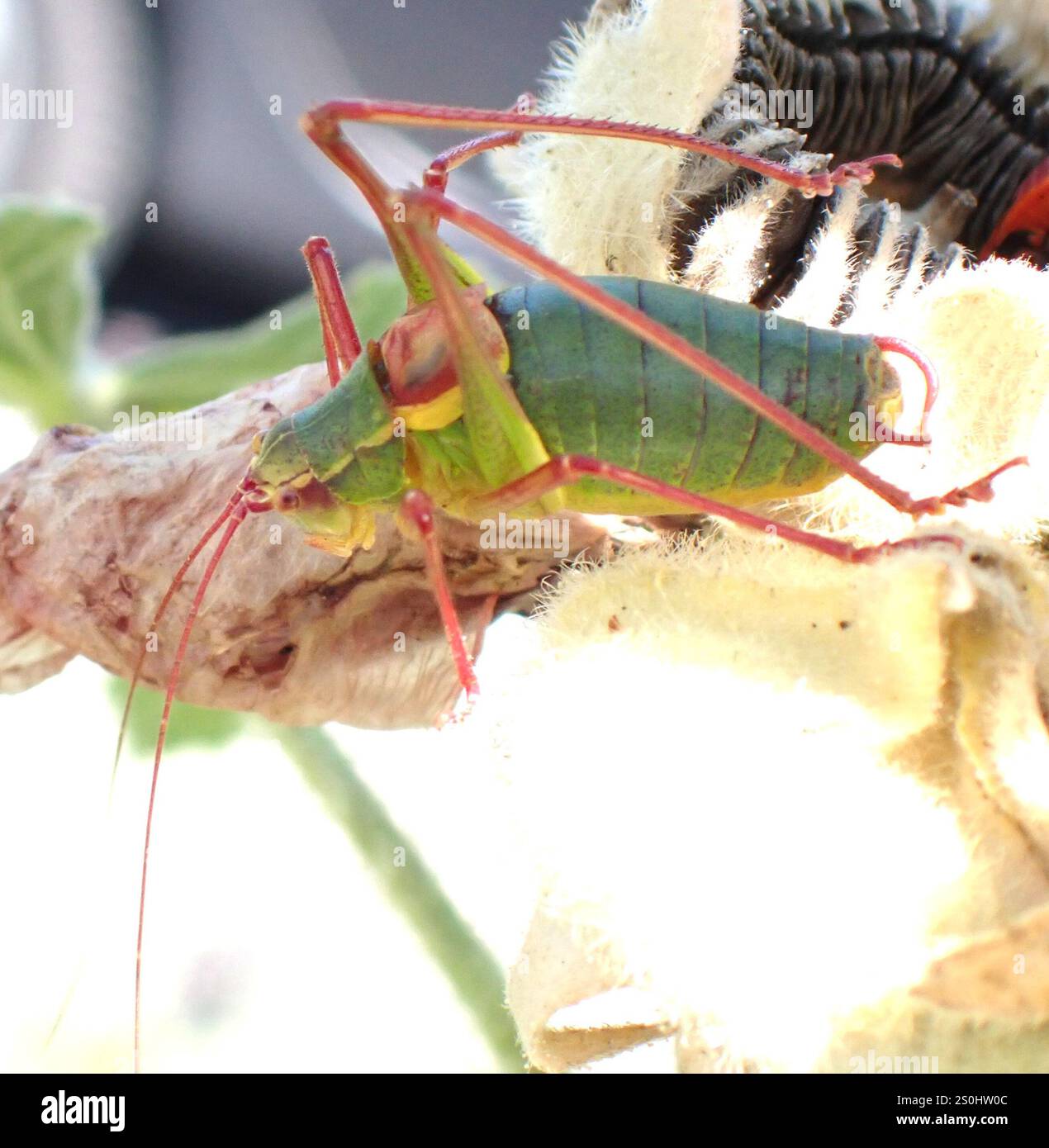Common Saw Bush-cricket (Barbitistes serricauda Stock Photo - Alamy