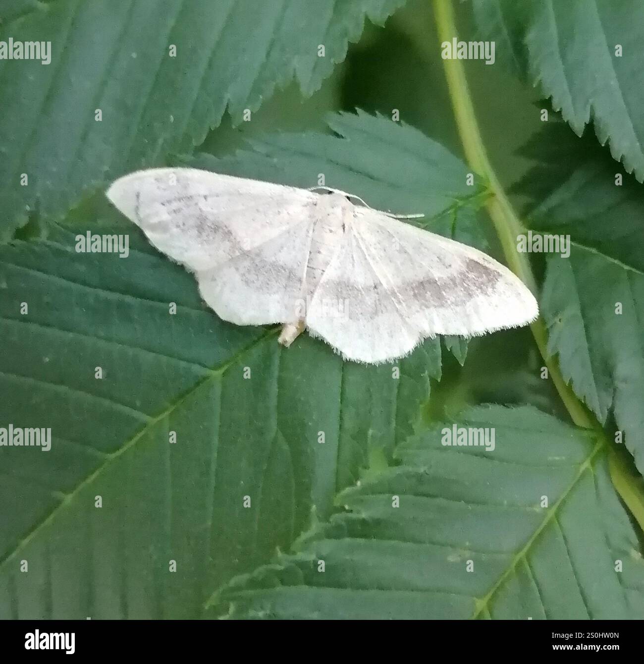 Riband Wave (Idaea aversata Stock Photo - Alamy