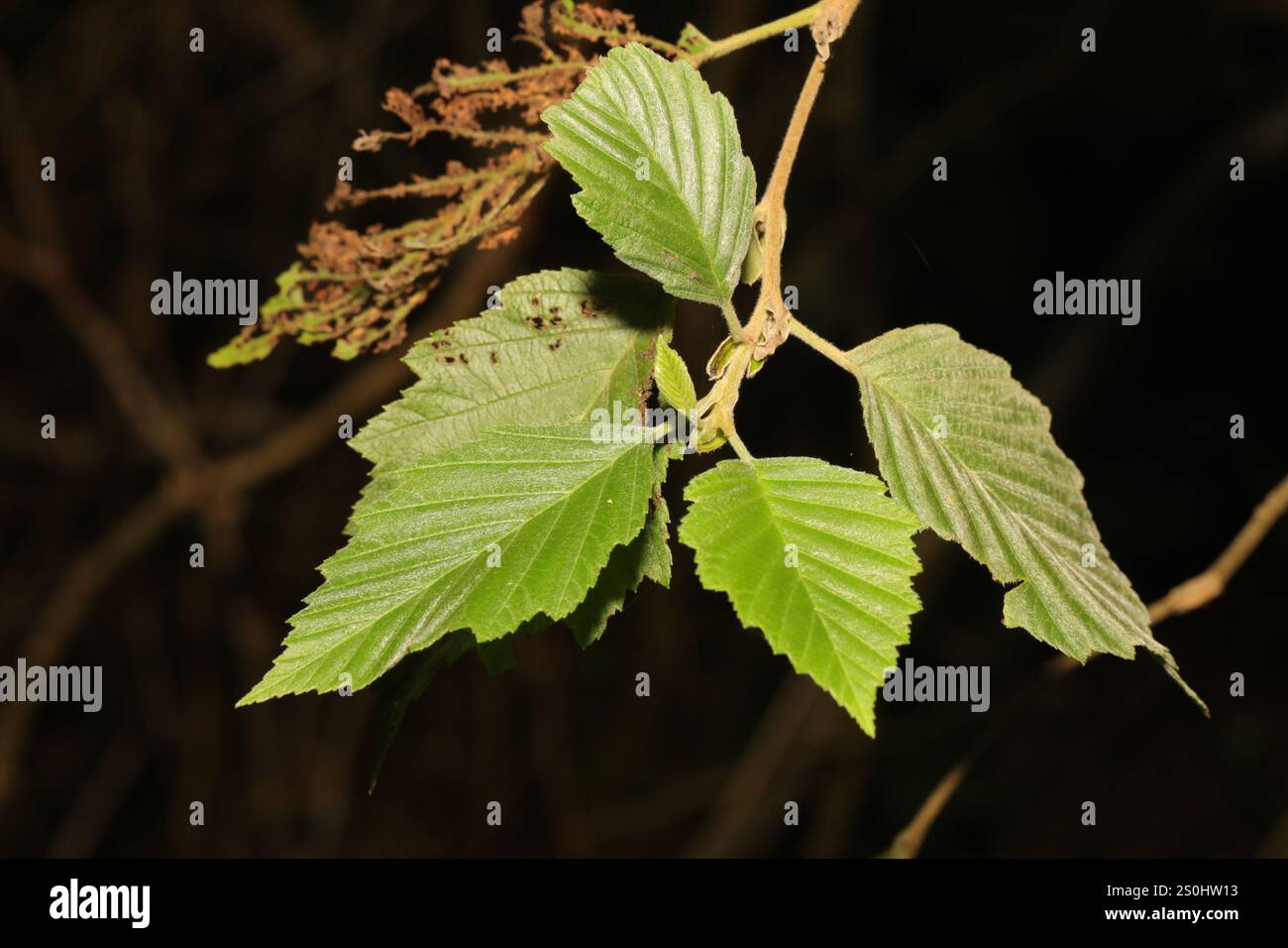 grey alder (Alnus incana Stock Photo - Alamy