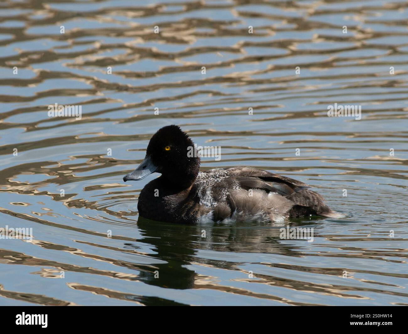 Lesser Scaup (Aythya affinis Stock Photo - Alamy