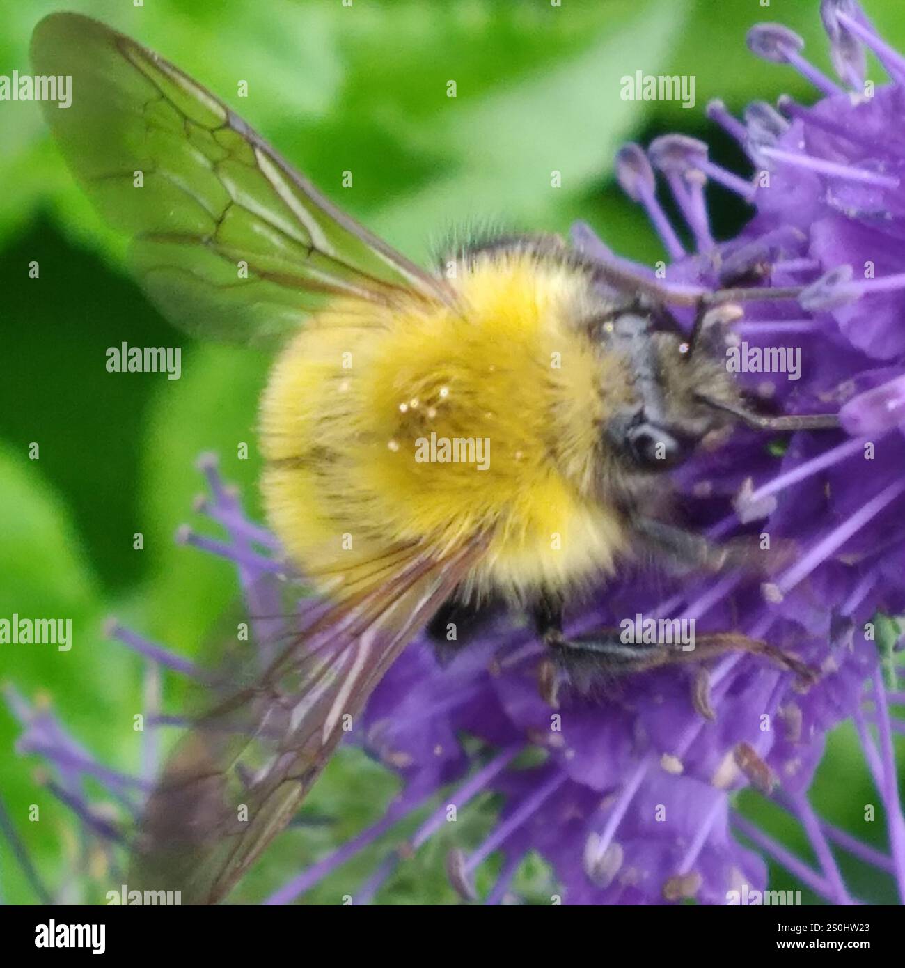 Perplexing Bumble Bee (Bombus perplexus Stock Photo - Alamy